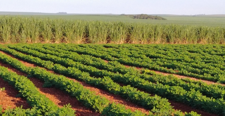 Produtores de amendoim vivem a expectativa do plantio da nova safra | Cana Online