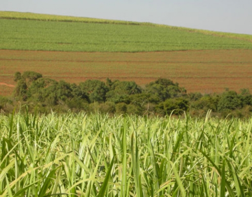 Consecana PR: ATR projetado tem valorização de 0,74% em dezembro | Cana ...