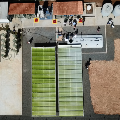 Algae e InterCement desenvolvem novo fertilizante biológico a partir de ...