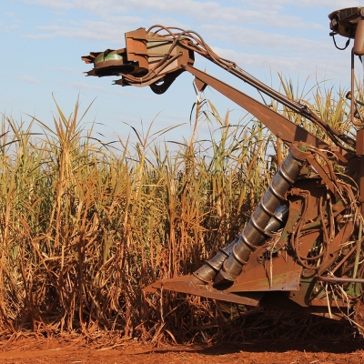 Semente artificial de cana Plene Emerald já foi plantada em 45 hectares ...