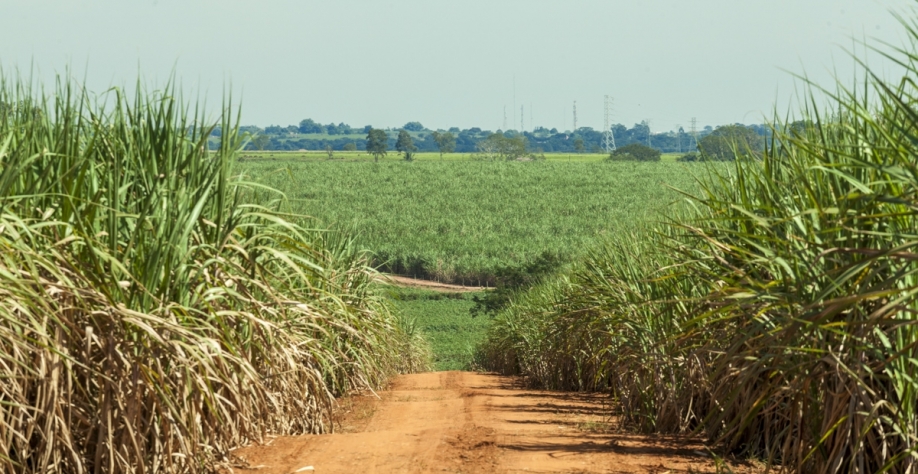 Canavial sente a seca e produtividade cai | Cana Online