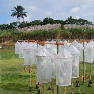 Sergio Tutui é o novo coordenador da APTA | Cana Online