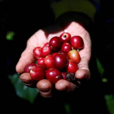 Café arábica cai e acumula 7,7% de perda na semana em NY; açúcar bruto ...
