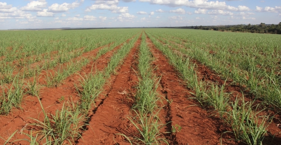 Custos de produção agrícola: A formação do canavial | Cana Online
