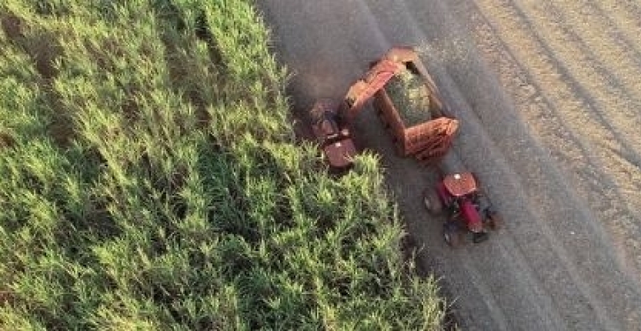 Como a ‘supercana’ brasileira vai ajudar o País na transição energética ...