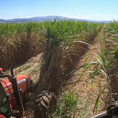 Consecana anuncia estudos de revisão no setor de cana em SP | Cana Online