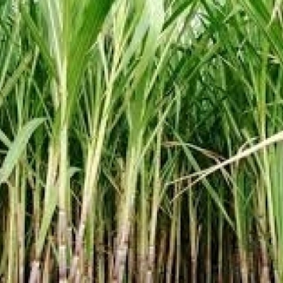 Comunicado sobre o encaminhamento da revisão do CONSECANA-SP | Cana Online