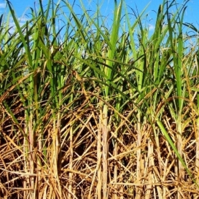 ATR de maio tem crescimento de 3% face abril | Cana Online